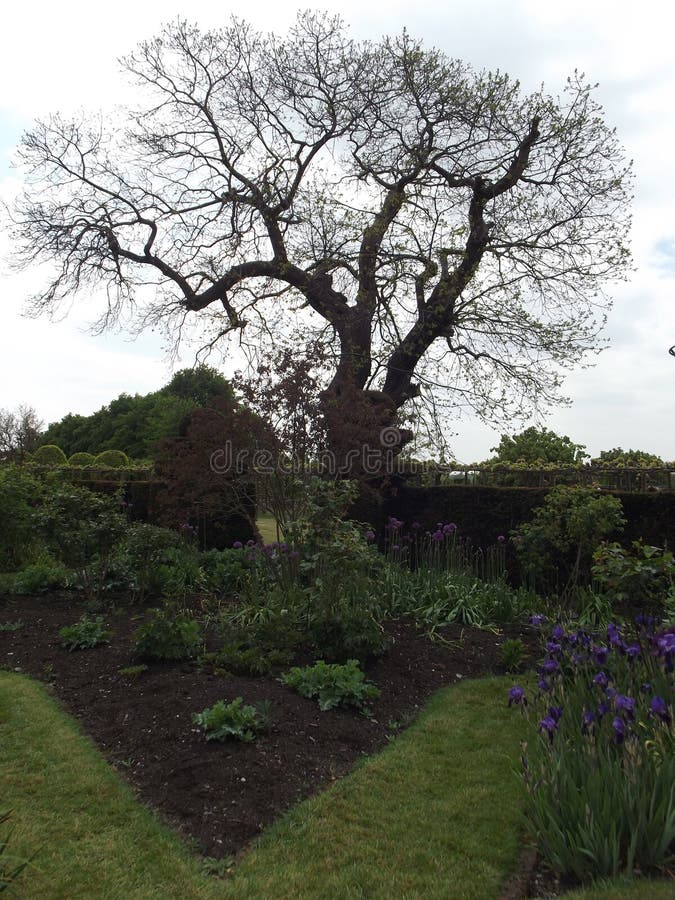 Bold and Strong stock photo. Image of tree, ornamental - 92261390
