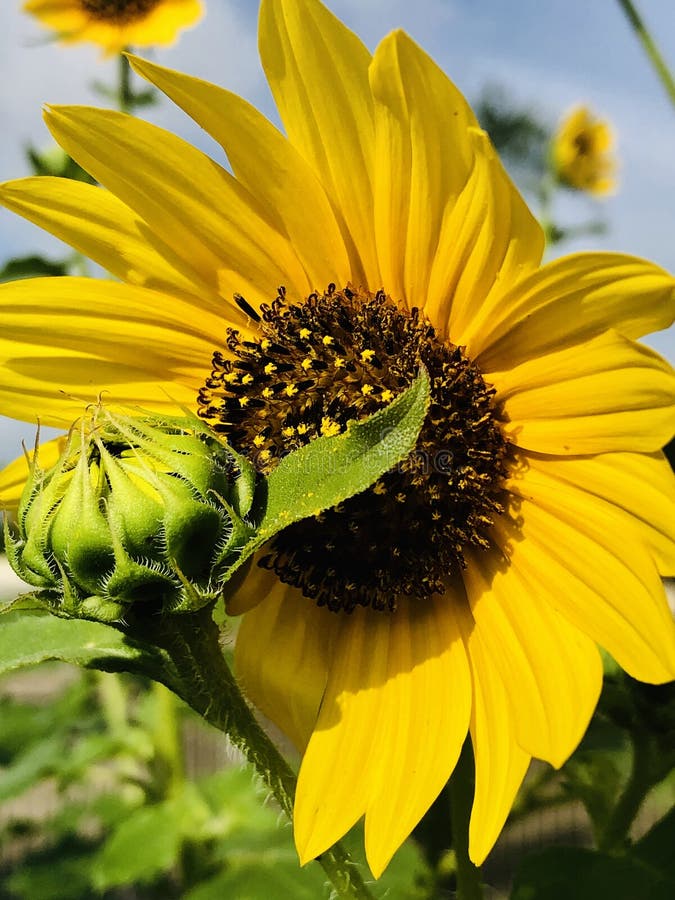 My Big and Bold Sunflower stock image. Image of yellow - 125192331