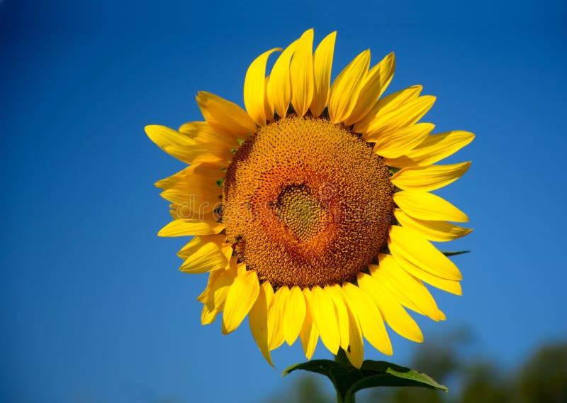 Bold Sunflower stock photo. Image of yellow, crop, plant - 59047542