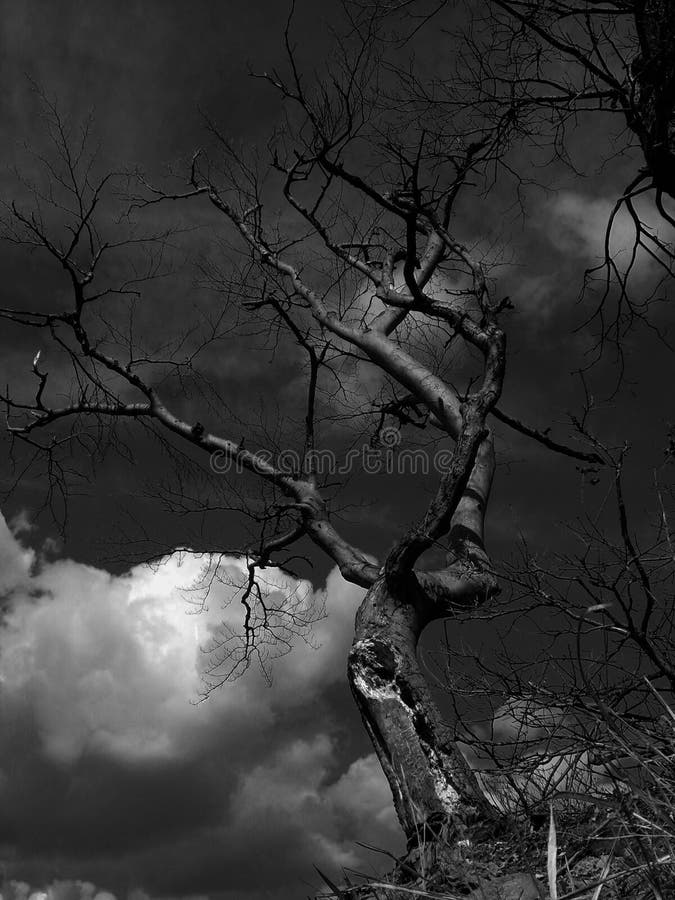 Bold Tree on a Dramatic Canvas Stock Photo - Image of tree, canvas ...