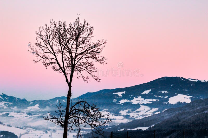 Bold Tree in Mountain Winterscape Stock Photo - Image of alps, bold ...
