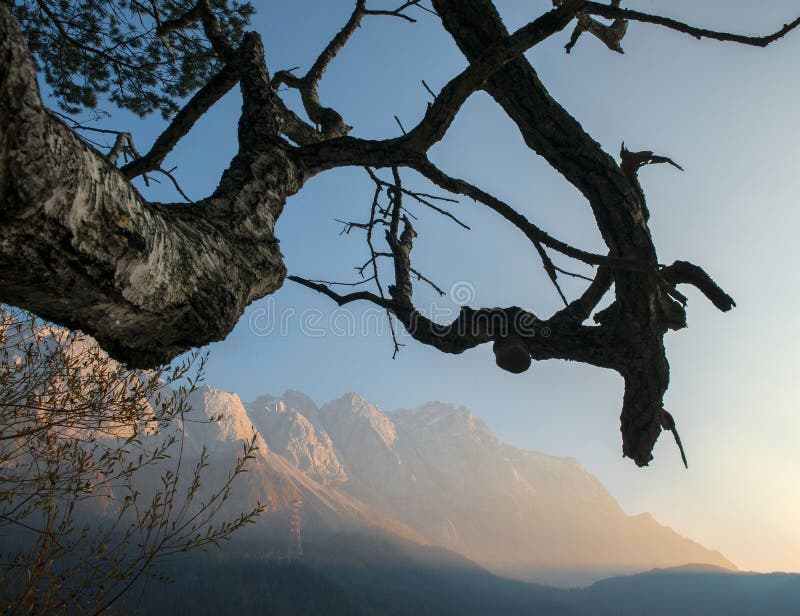 Bold Tree with Mountains and a Blue Sky in Eibsee Stock Photo - Image ...
