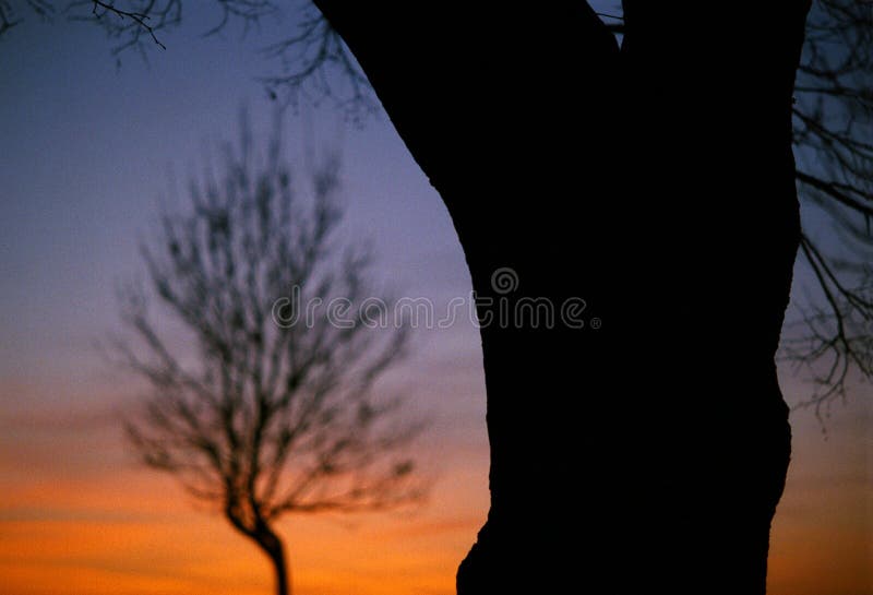 Bold Tree, Subtle Tree stock image. Image of outline - 11970045