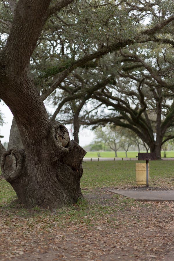 Bold tree stock image. Image of tall, beauty, forest - 91698137