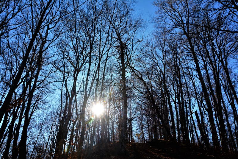 Bold Trees and Dried Fallen Leaves in the Forest in the Autumn Stock ...
