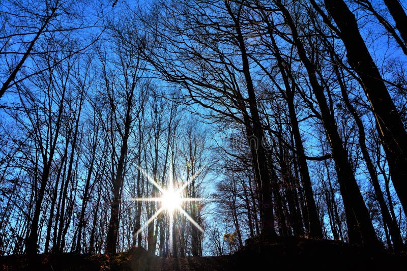 Bold Trees and Dried Fallen Leaves in the Forest in the Autumn Stock ...