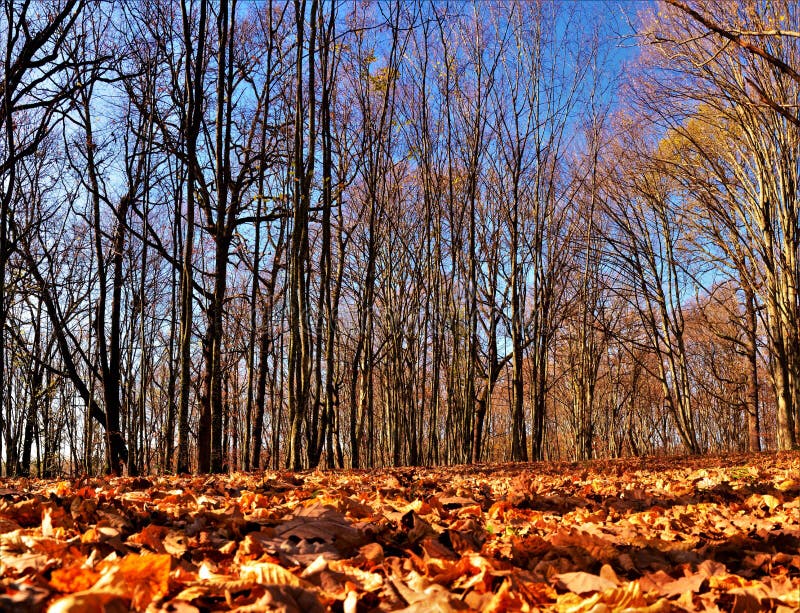 Bold Trees and Dried Fallen Leaves in the Forest in the Autumn Stock ...