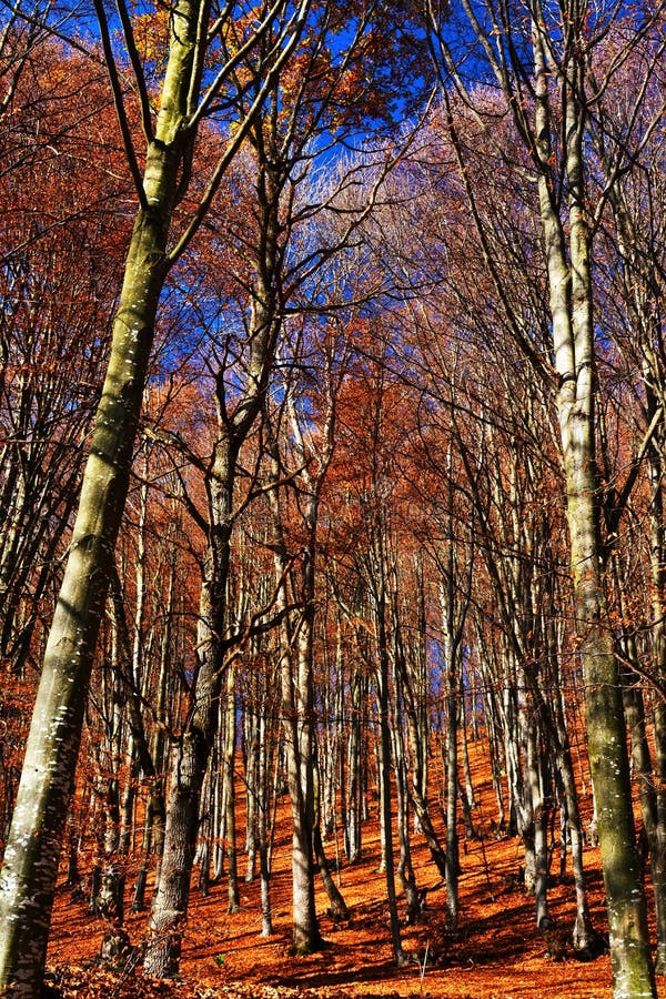 Bold Trees and Dried Fallen Leaves in the Forest in the Autumn Stock ...