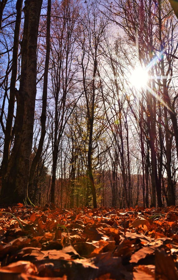 Bold Trees and Dried Fallen Leaves in the Forest in the Autumn Stock ...
