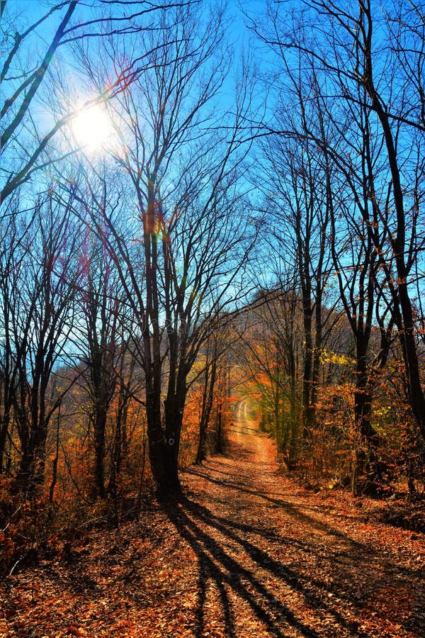 Bold Trees and Dried Fallen Leaves in the Forest in the Autumn Stock ...
