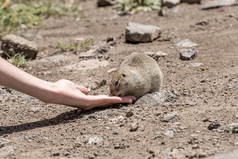 Wild Gopher Eating Carrot. a Groundhog Sitting at Its Burrow on the ...