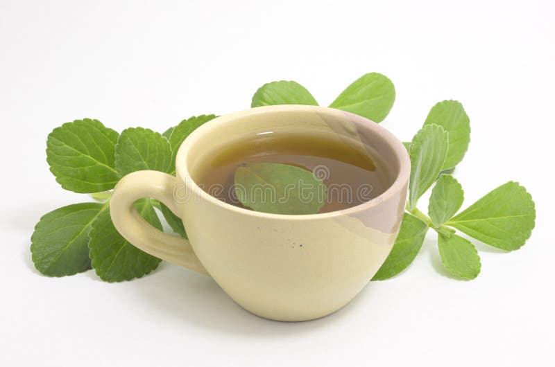Boldo tea stock image. Image of brazil, green, chaiexcl - 156320939
