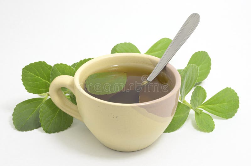 Boldo tea stock photo. Image of benefits, isolated, chaiexcl - 156320940