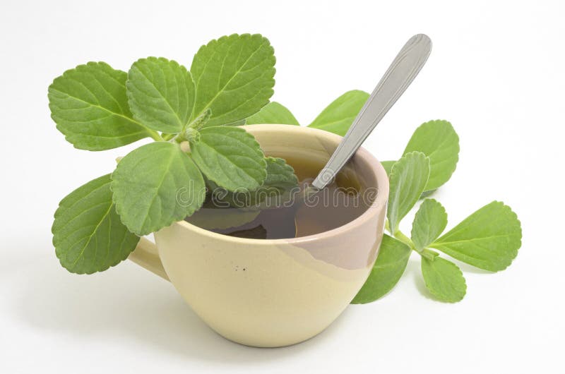 Boldo tea stock photo. Image of herbal, liquid, medicine - 156320942