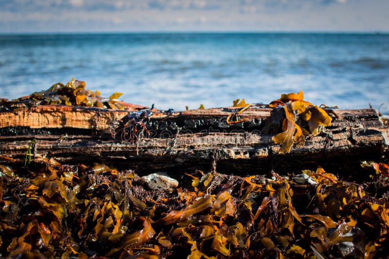 Bole stock image. Image of wood, seaweed, brown, background - 101774203