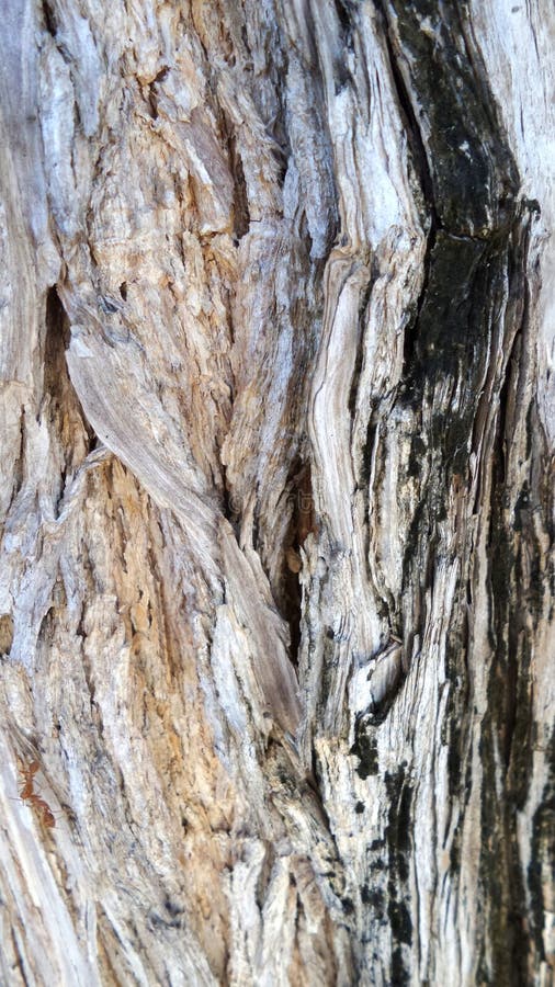 Bole Bark Tree stock image. Image of natural, texture - 53183749