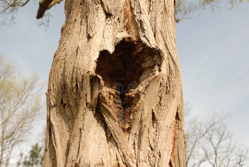 Bole hole stock photo. Image of texture, trunk, flora - 17266778