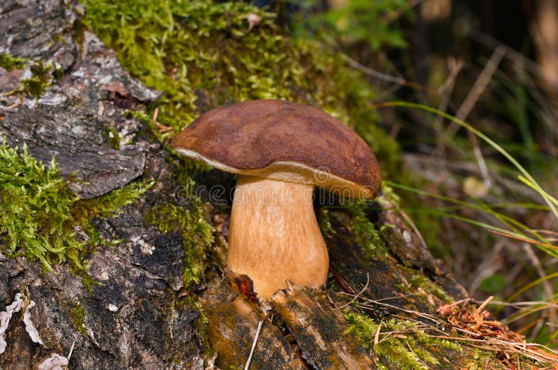 Boleet stock foto. Image of mooi, organisch, koken, flora - 85510724