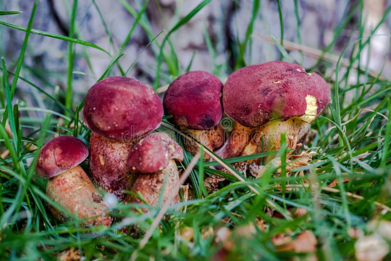 Boletes Bicolor in the Meadow Stock Photo - Image of meadow, flower ...