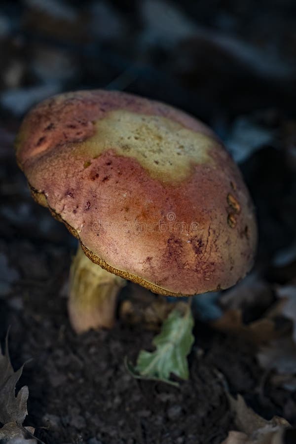 Boletes Family Boletaceae stock photo. Image of flowers - 256126910