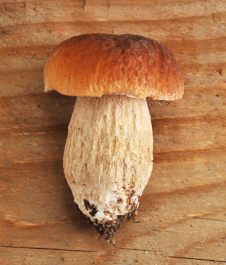 Boleto Edulis La Seta Es Seta Comestible Imagen de archivo - Imagen de ...