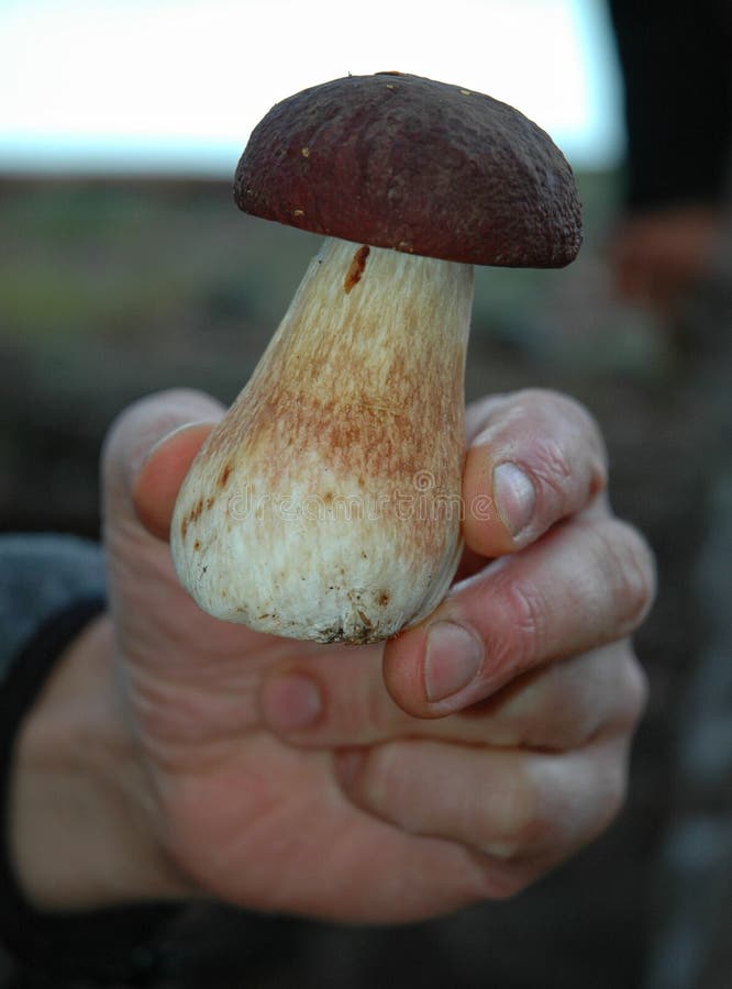 Boletus stock image. Image of poisonous, picking, close - 21187911