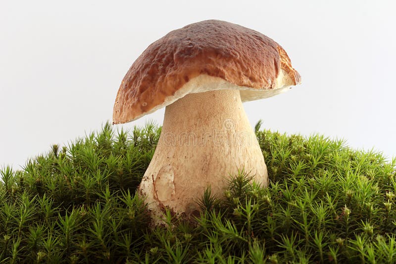 Boletus stock photo. Image of head, bolete, food, brown - 25889434