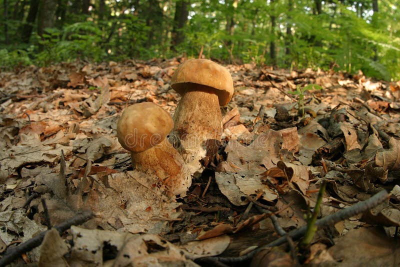 Boletus stock photo. Image of habitat, brown, stalk, food - 276966