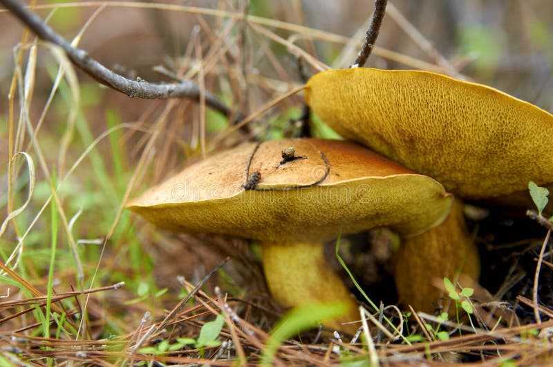 Boletus stock image. Image of boletus, ingredient, kitchen - 28486065
