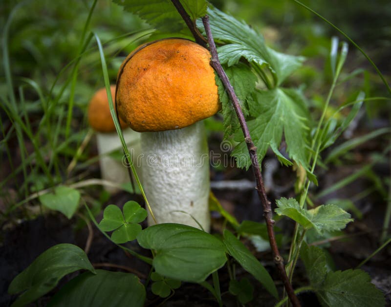 Boletus, or it is Also Called Red because of Its Characteristic Bright ...