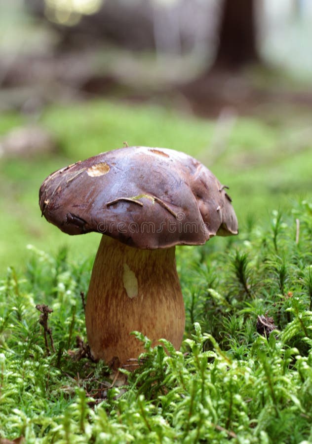 Boletus badius stock image. Image of grass, detail, brown - 25293149