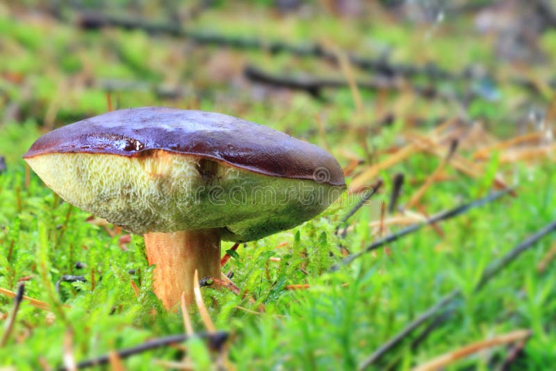 Boletus badius stock image. Image of badius, fresh, ingredient - 27291687