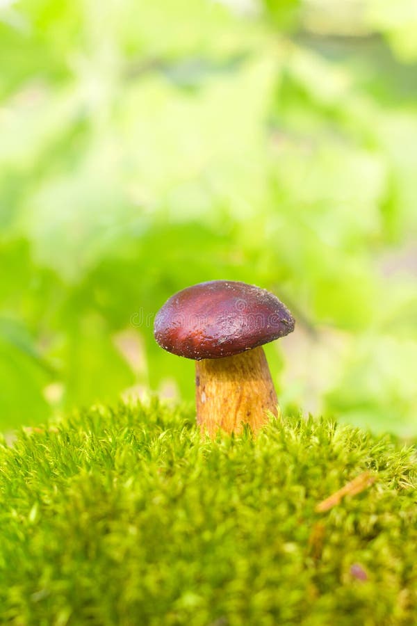 Boletus badius mushroom stock photo. Image of food, boletus - 16379266