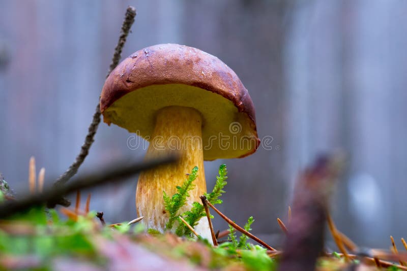 Boletus badius mushroom stock photo. Image of mushroom - 27318578