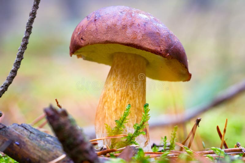 Boletus Badius Mushroom Close Up Stock Image - Image of autumn, fungus ...