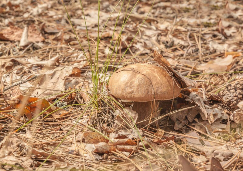 Boletus badius mushroom stock image. Image of edulis - 294110087