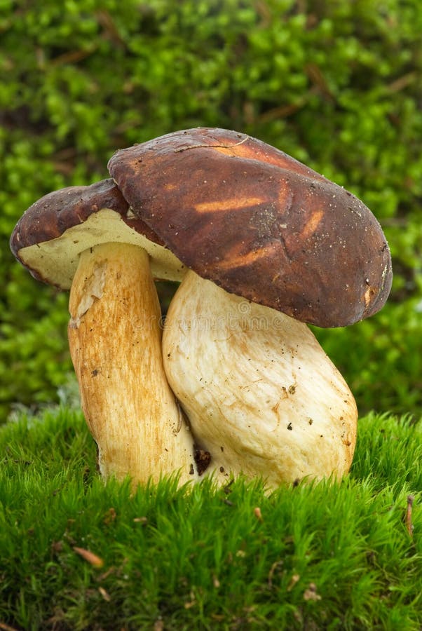 Boletus Badius (Xerocomus Badius) Mushroom Stock Photo - Image of ...