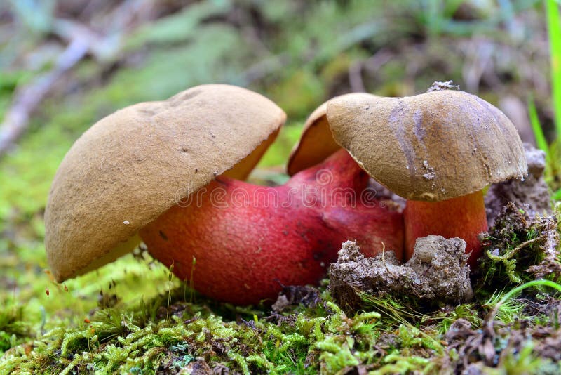 Boletus Badius (Xerocomus Badius) Mushroom Stock Photo - Image of ...