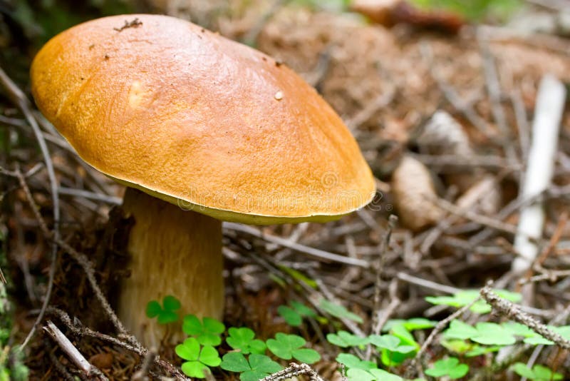 Boletus cepe mushroom stock image. Image of outdoor, green - 32695005