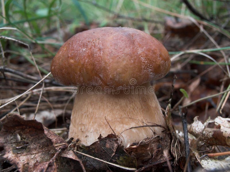 Boletus edulis (1) stock photo. Image of steinpliz, leaf - 293210