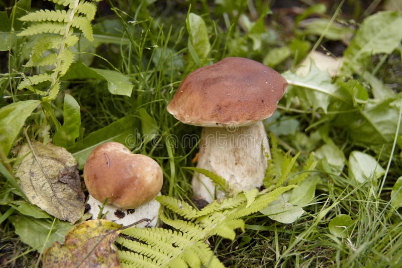 Boletus edulis stock photo. Image of autumn, boletus - 10879136