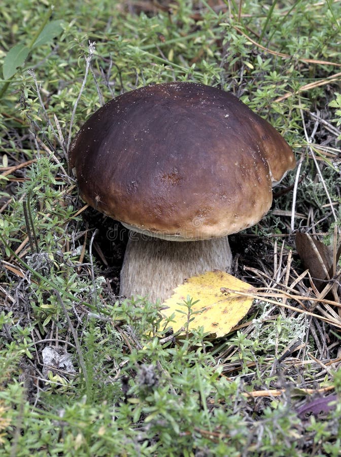 Boletus edulis stock image. Image of boletus, yellow - 21280185