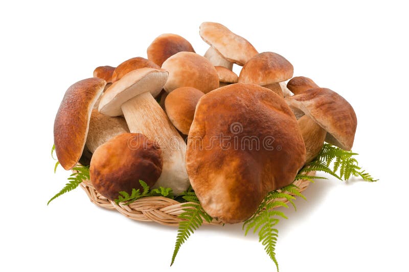 Boletus stock image. Image of boletus, forest, food - 108903423