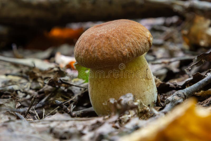 Boletus Edulis or Cep, Edible Wild Mushroom in a Forest Stock Image ...