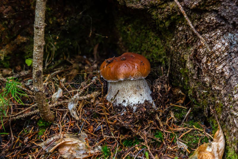 Boletus Edulis or Cep, Edible Wild Mushroom in a Forest Stock Image ...