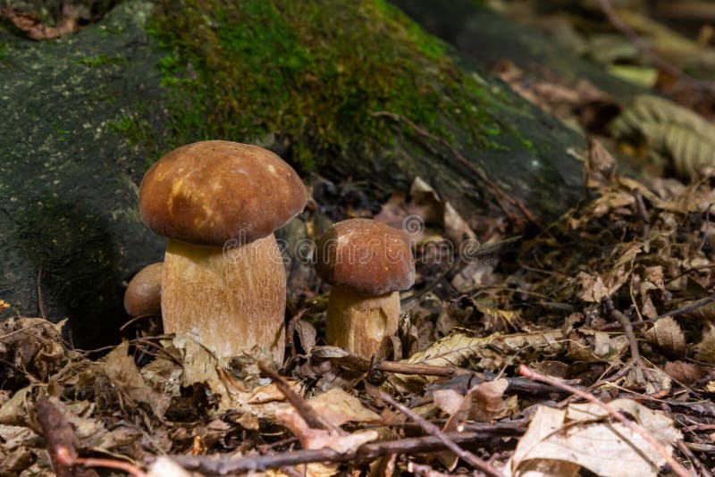 Boletus Edulis or Cep, Edible Wild Mushroom in a Forest Stock Photo ...