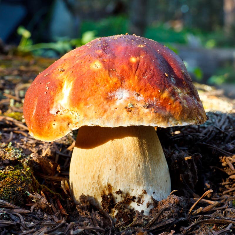 Boletus Edulis Mushroom stock photo. Image of cepe, fungus - 28461878