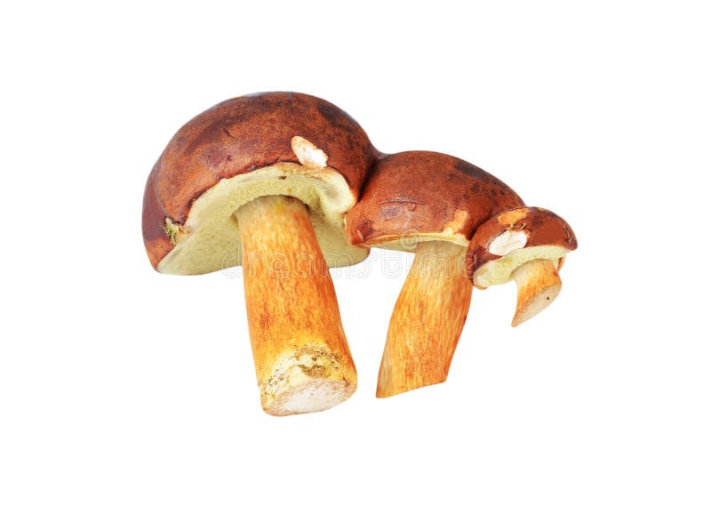 Boletus family stock photo. Image of delicious, fungus - 34323920
