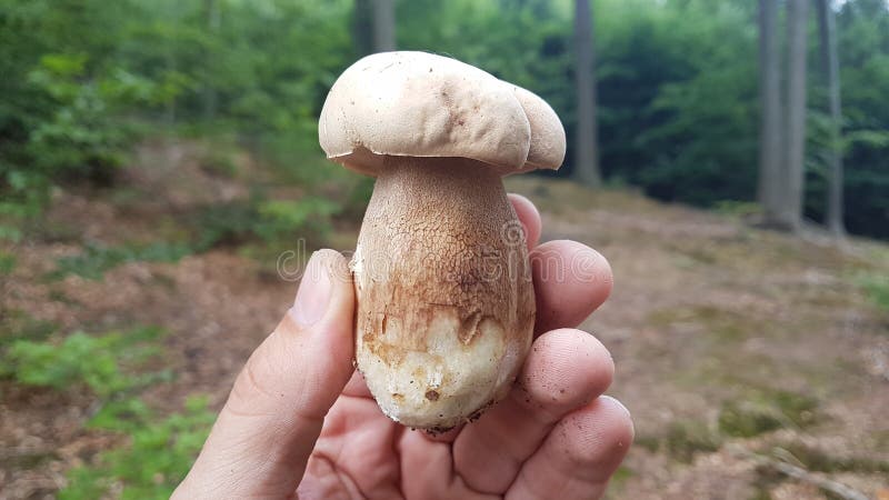Boletus Edulis Mushroom Held Hand Forest Setting Stock Photos - Free ...