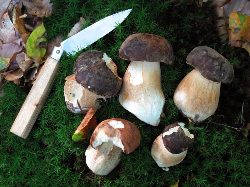 Boletus Edulis, One of the Best Edible Mushrooms Stock Photo - Image of ...